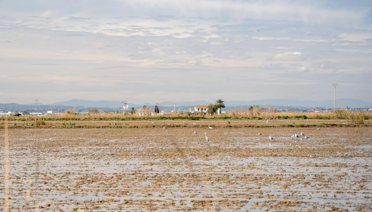 La historia del lago de la Albufera: un tesoro natural de Valencia ...